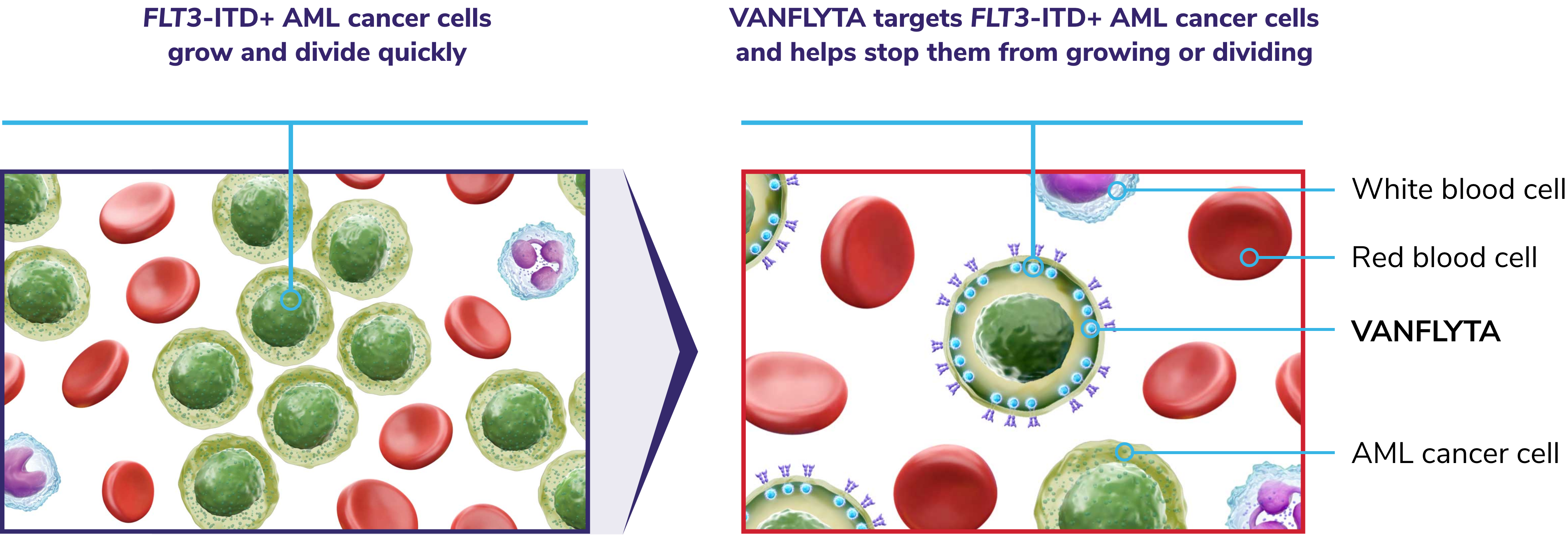 What is VANFLYTA? | VANFLYTA® (quizartinib)
